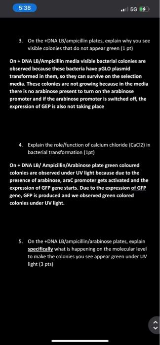 Solved 5:38 5G 14 3. On the DNA LB/ampicillin plates, | Chegg.com