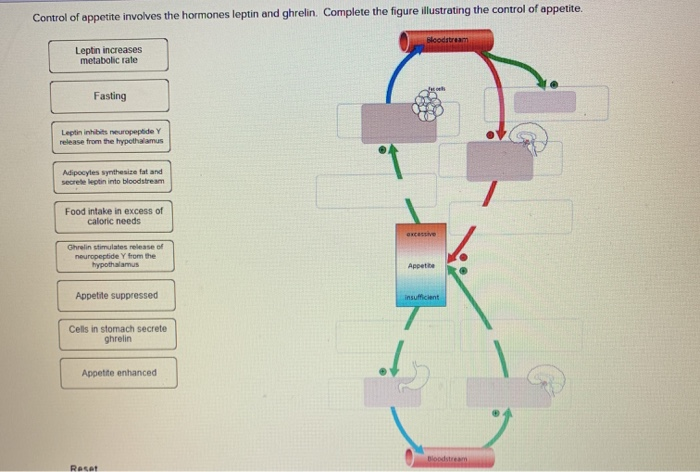 Solved Control of appetite involves the hormones leptin and | Chegg.com