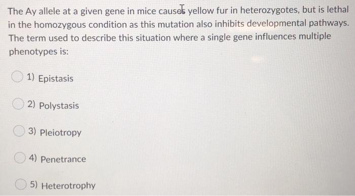 Solved The Ay allele at a given gene in mice causek yellow | Chegg.com