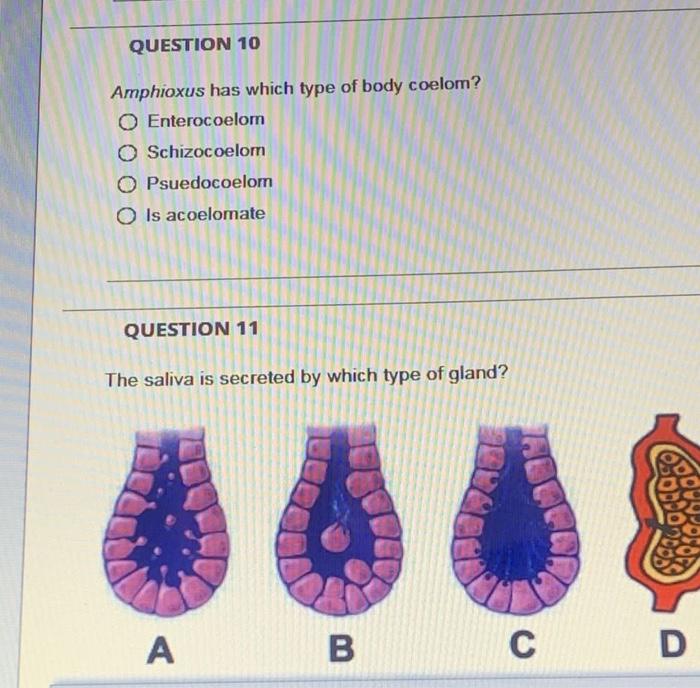 Solved QUESTION 10 Amphioxus has which type of body coelom? | Chegg.com