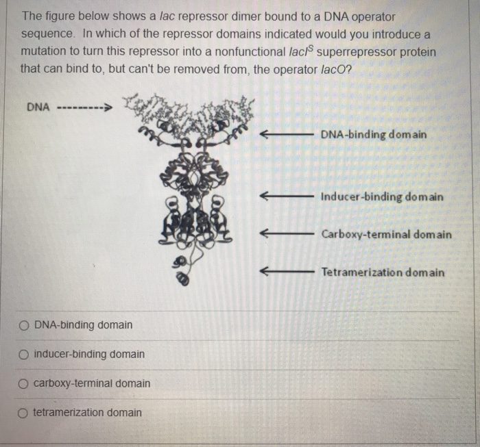 Solved The figure below shows a lac repressor dimer bound to | Chegg.com