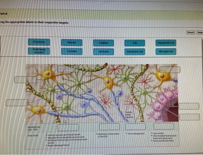 Solved Part A rag the appropriate labels to their respective | Chegg.com