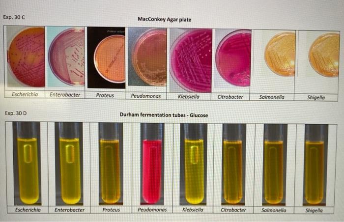 Solved Experiment 30 Virtual results Results: 1. In the Gram | Chegg.com