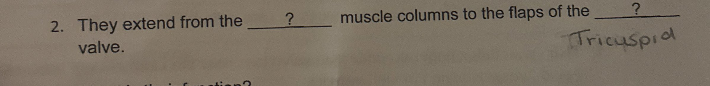 Solved They extend from the q, ? ﻿muscle columns to the | Chegg.com
