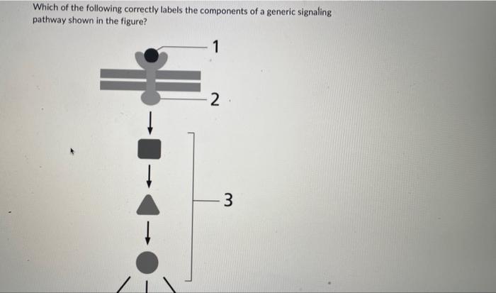 Solved Which of the following correctly labels the | Chegg.com
