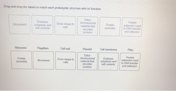 Drag and drop the labels to match each prokaryotic | Chegg.com