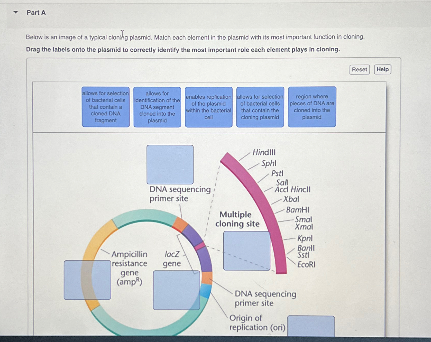 Solved Part ABelow is an image of a typical cloning plasmid. | Chegg.com