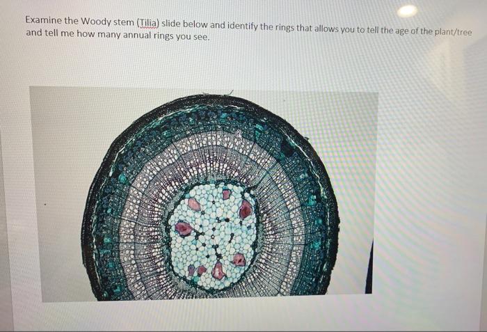 Solved Examine the Woody stem (Tilia) slide below and | Chegg.com