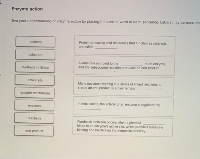Solved Enzyme action Test your understanding of enzyme | Chegg.com