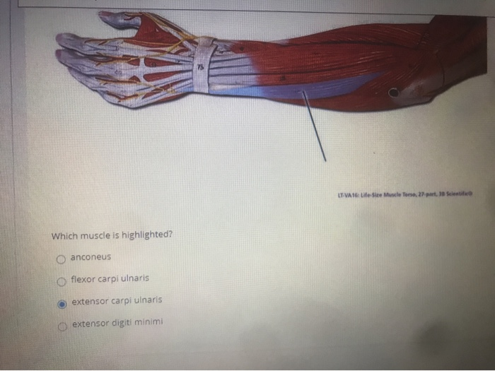 Solved LT VA 16 Life-size Muscle Torso, 27. partScientific | Chegg.com