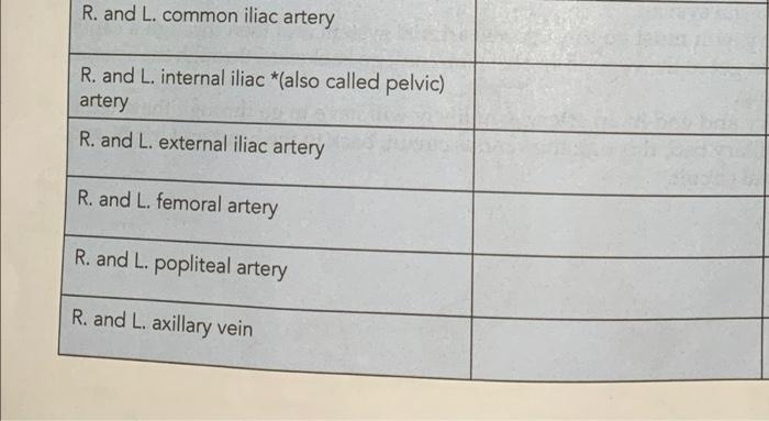 Solved R. and L. common iliac artery R. and L. internal | Chegg.com