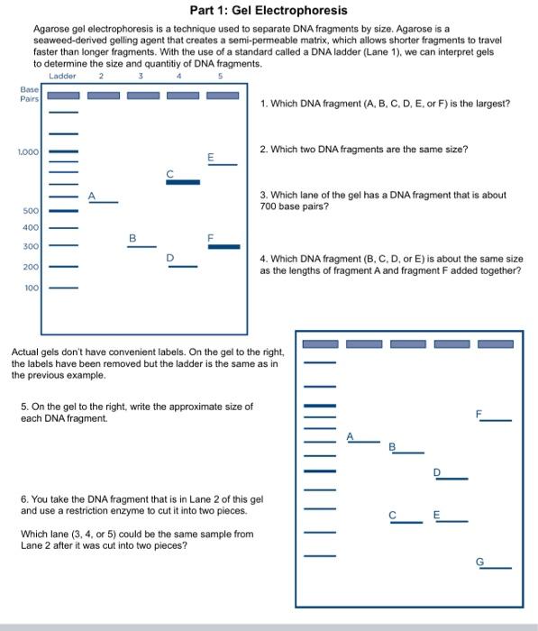 Solved Part 1: Gel Electrophoresis Agarose gel | Chegg.com
