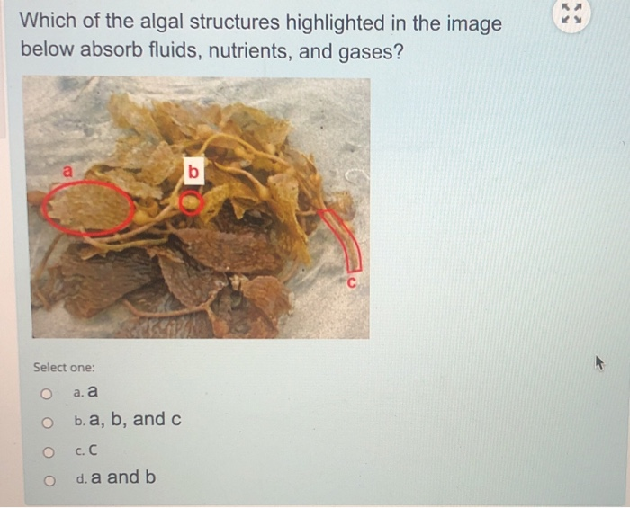 Solved Which of the algal structures highlighted in the | Chegg.com