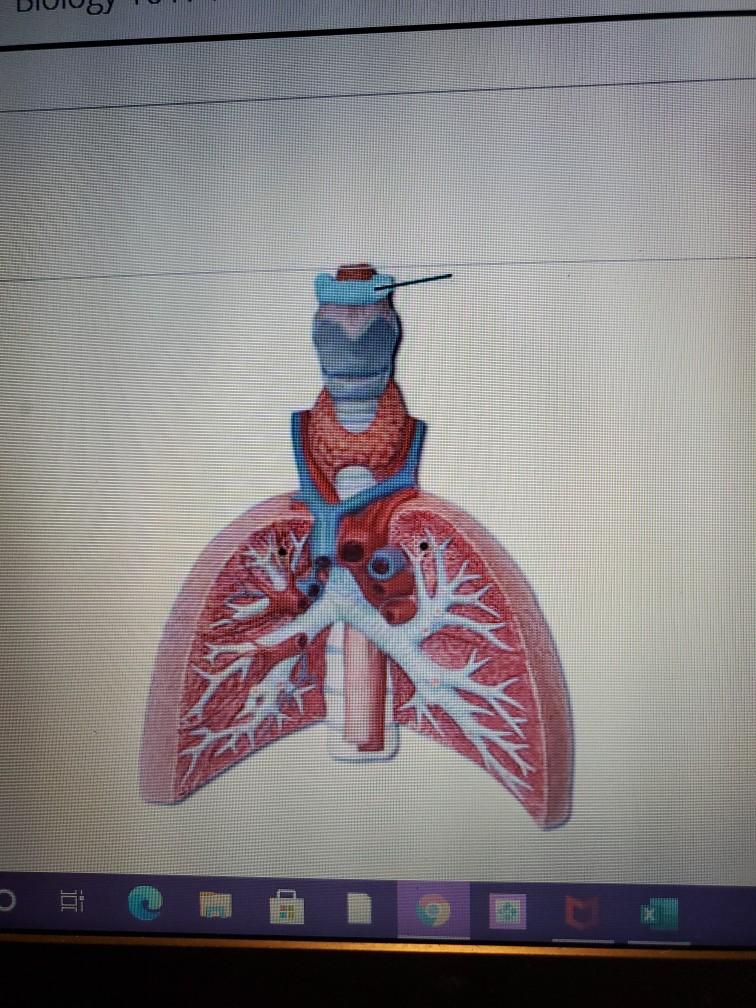 Solved identify the highlighted structure | Chegg.com
