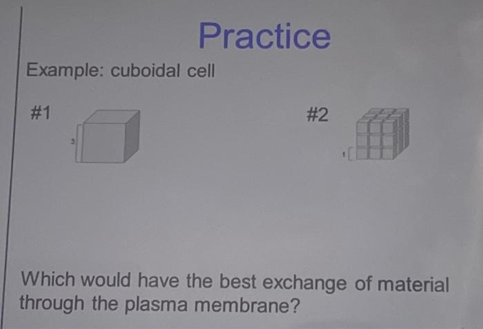 Solved Practice Example: cuboidal cell #1 \#2 Which would | Chegg.com