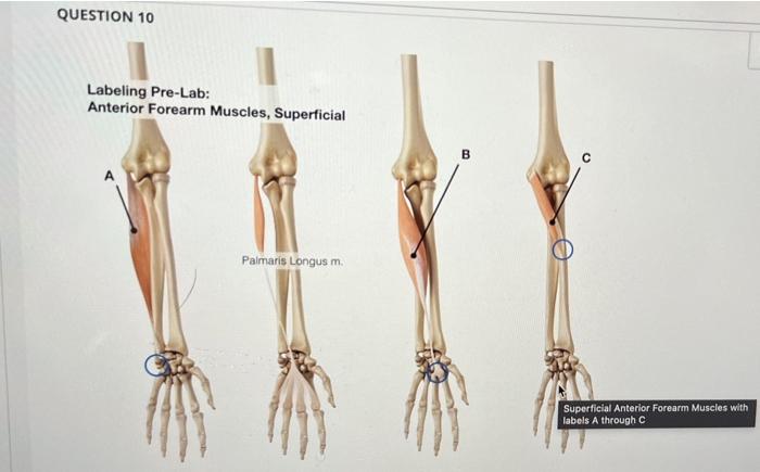 Solved QUESTION 8 Labeling Pre-Lab: Posterior Forearm | Chegg.com