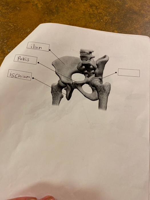 Solved Tilium Pubis ischium. | Chegg.com