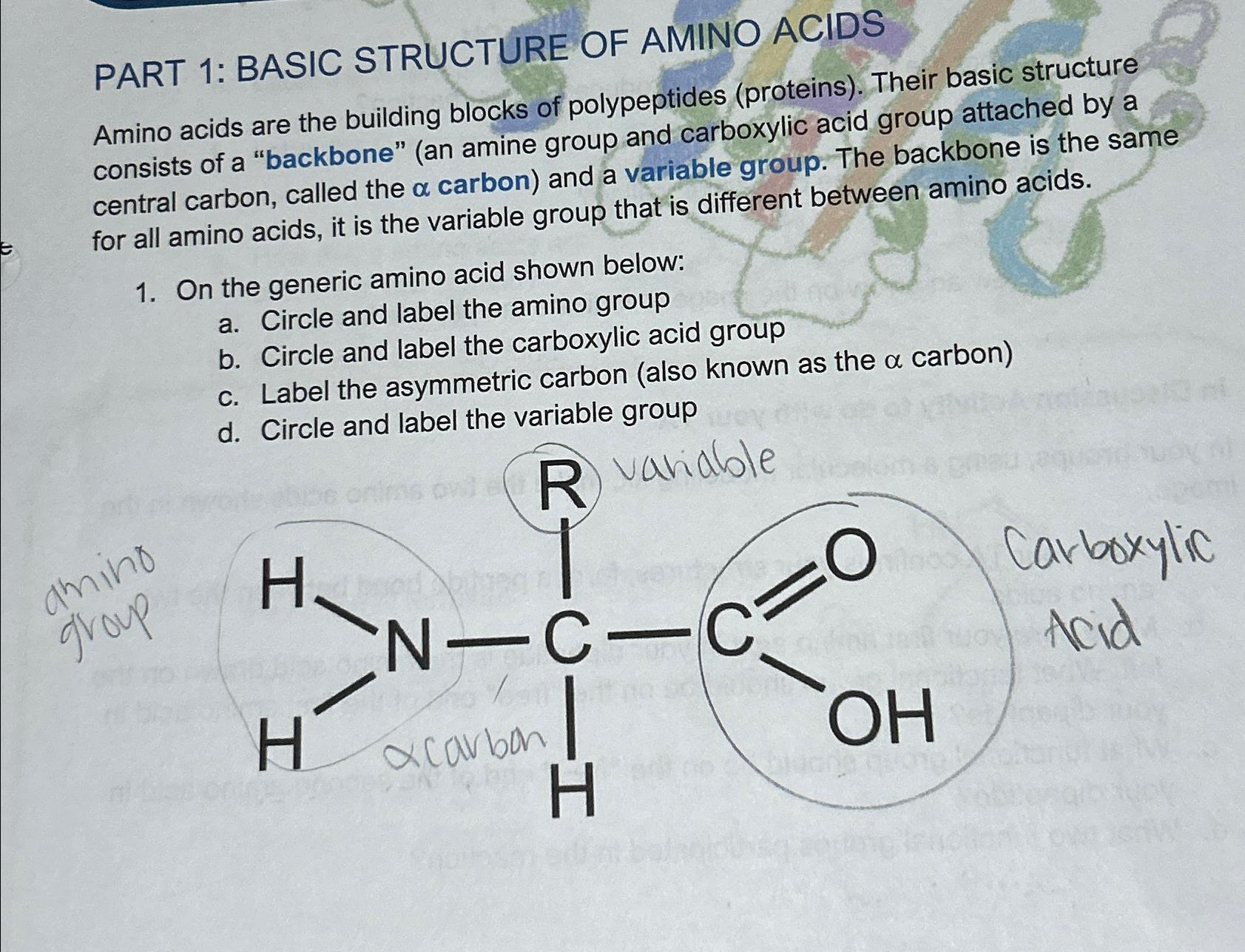 Solved PART 1: BASIC STRUCTURE OF AMINO ACIDSAmino acids are | Chegg.com