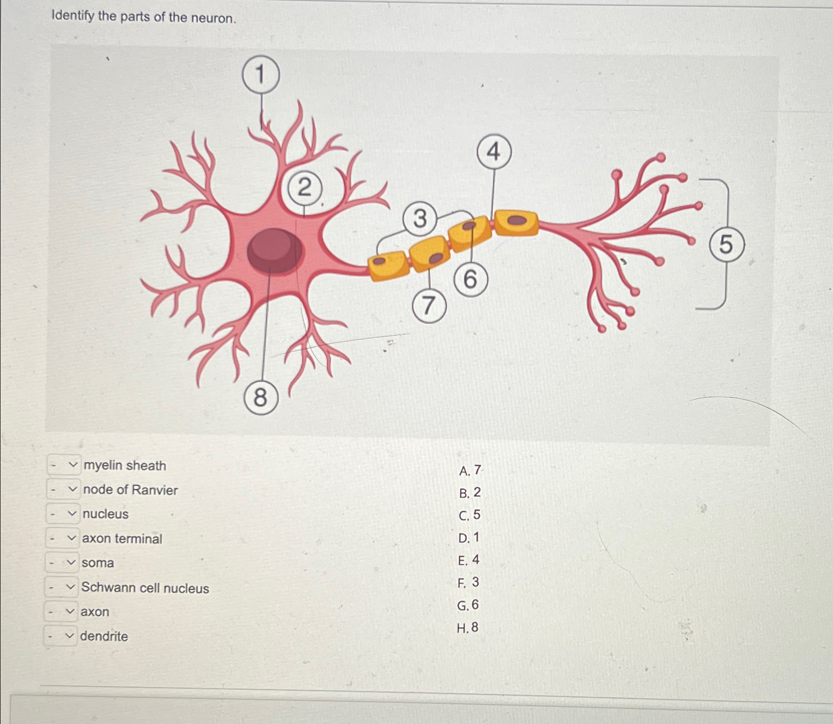 Solved Identify the parts of the neuron.myelin sheathnode of | Chegg.com