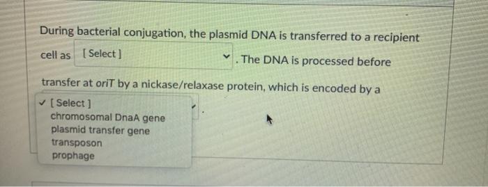 Solved During bacterial conjugation, the plasmid DNA is | Chegg.com