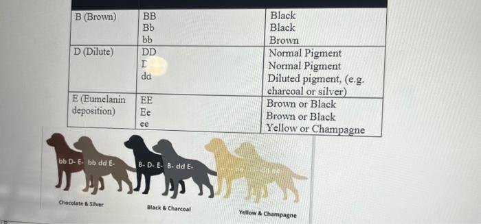 Solved Black, dilute Genotype: B-E-dd1. Please answer the | Chegg.com