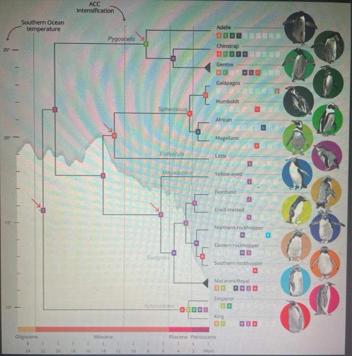 This phylogeny of different penguin species is taken | Chegg.com