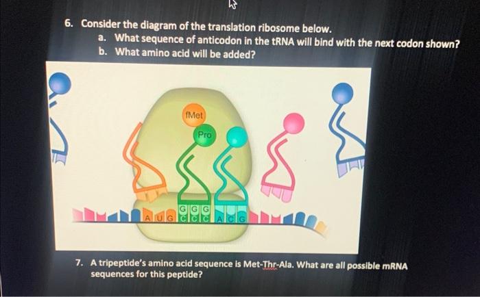 Solved 6. Consider the diagram of the translation ribosome | Chegg.com