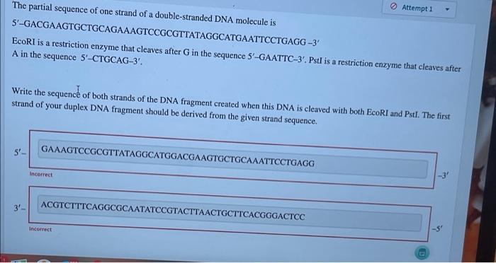 Solved Attempt 1 The partial sequence of one strand of a | Chegg.com