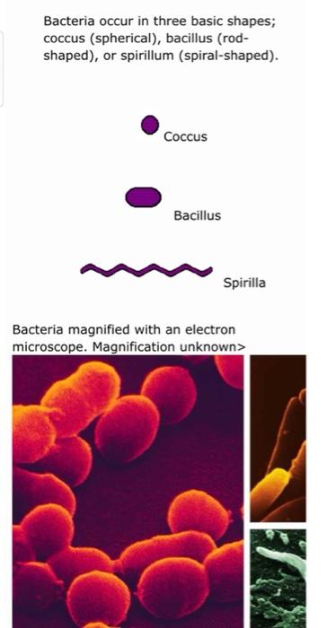 O () c Entire Undulate Lobate Image below: Colony | Chegg.com