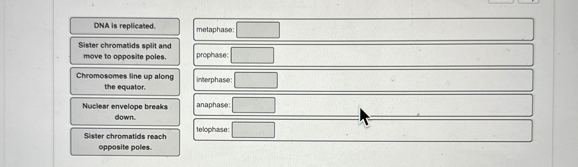 Solved DNA is replicated.Sister chromatids split and move to | Chegg.com