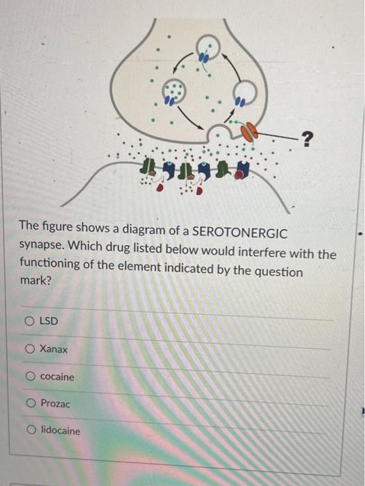 Solved The figure shows a diagram of a SEROTONERGIC synapse. | Chegg.com
