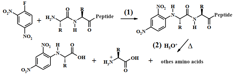 Solved The Sanger method (Frederick Sanger, scientist twice | Chegg.com
