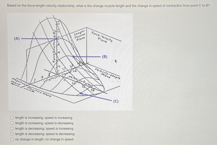 Solved Based on the force-length-velocity relationship, what | Chegg.com