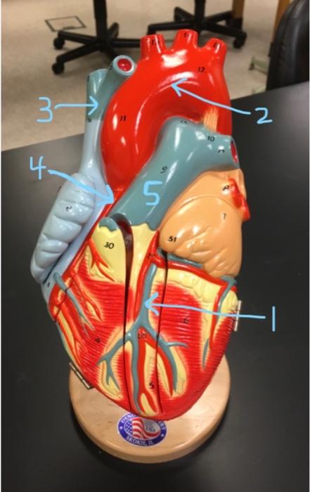 Solved plz label correctly will upvote | Chegg.com