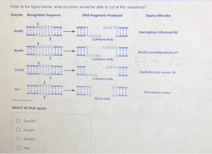Solved Refer to the figure below, what enzymes would be able | Chegg.com
