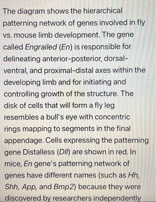 Solved The diagram shows the hierarchical patterning network | Chegg.com