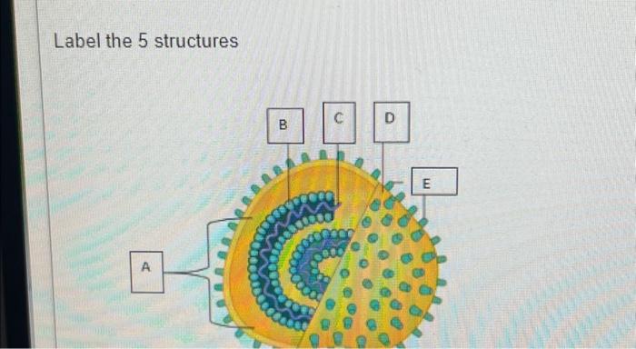 Solved Label the 5 structures | Chegg.com