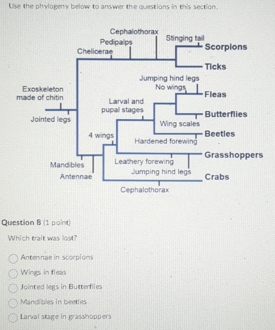 Solved Use the phylogeny below to answer the questions in | Chegg.com