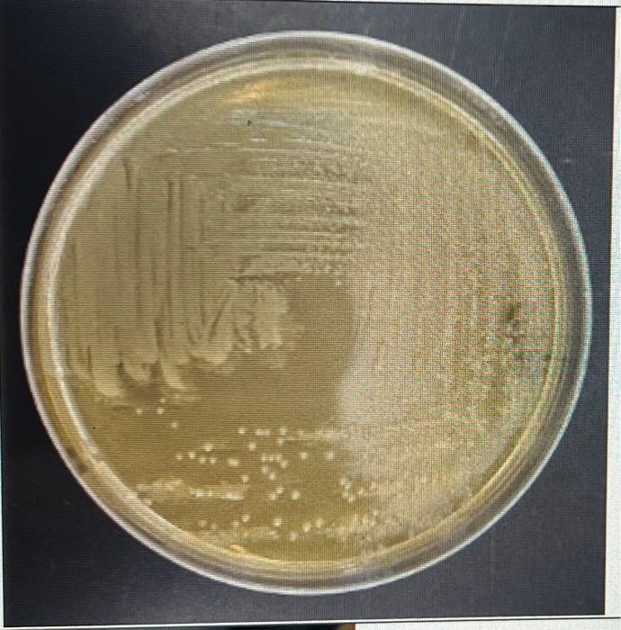 Solved describe bacterial colonies from the NA plate | Chegg.com