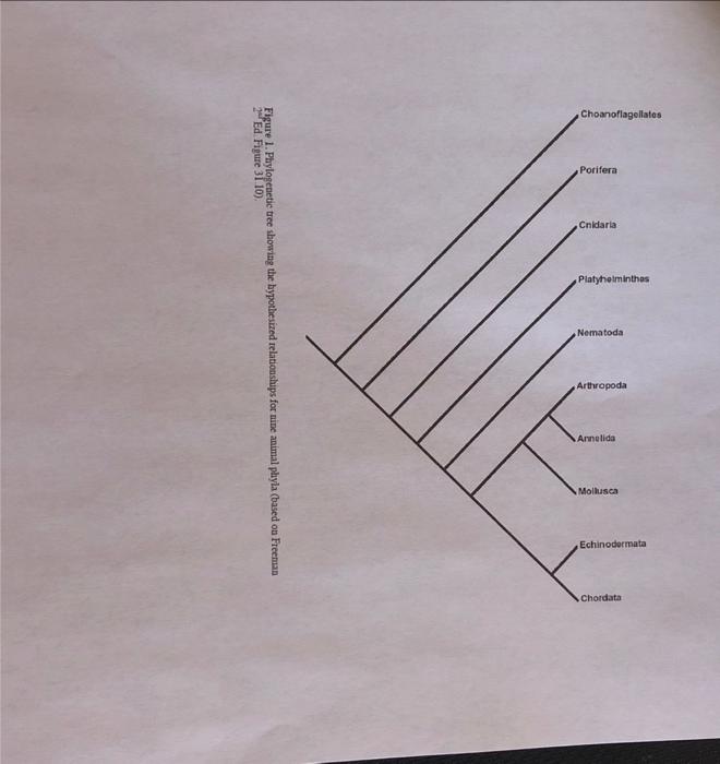 map the traits for segmented body ( segmentation , | Chegg.com