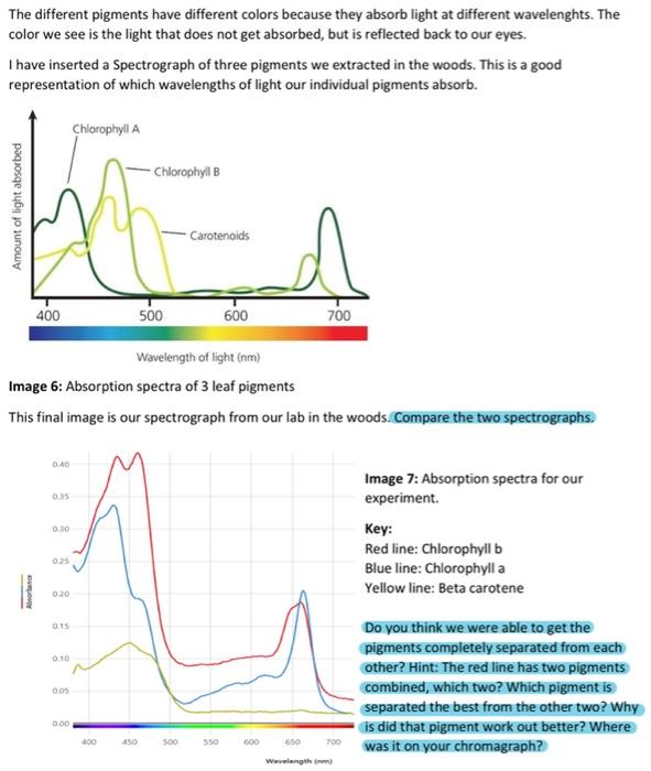 Solved The different pigments have different colors because | Chegg.com