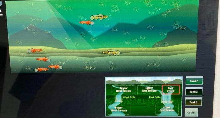 Solved the male guppies are the ones with colorful spots . | Chegg.com