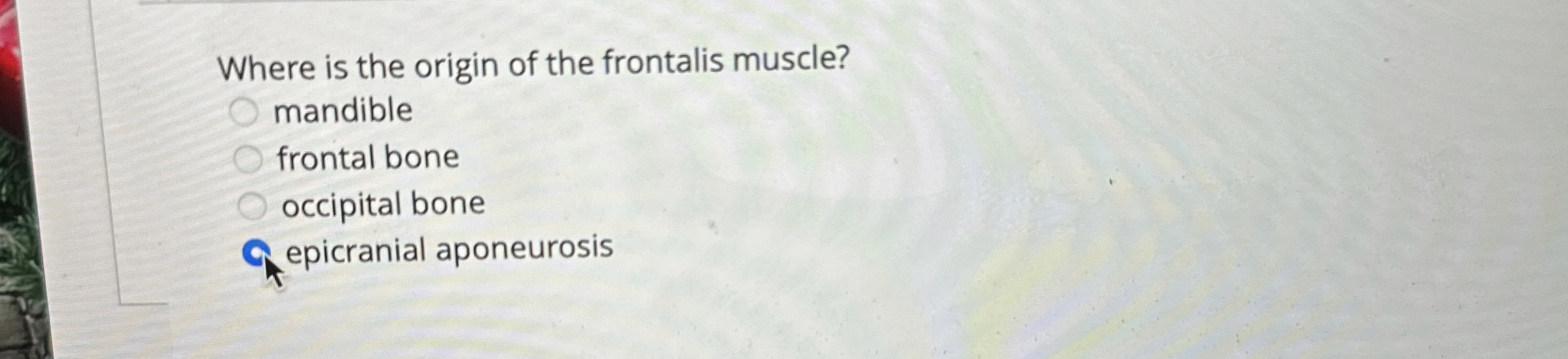 Solved Where is the origin of the frontalis | Chegg.com