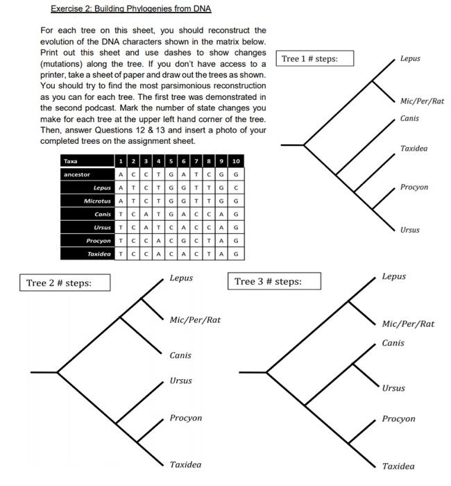 Solved Lepus Exercise 2: Building Phylogenies from DNA For | Chegg.com