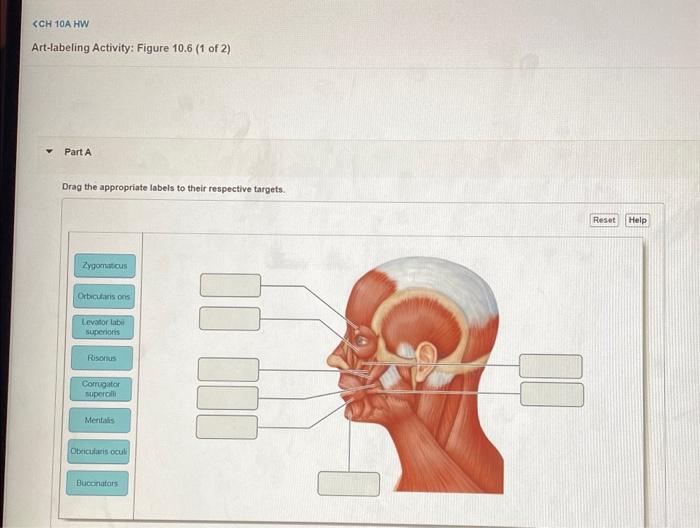 Art-labeling Activity: Figure 10.6 (1 of 2) Part A | Chegg.com