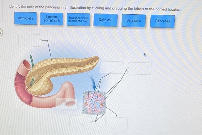Solved Identify the cells of the pancreas in an illustration | Chegg.com