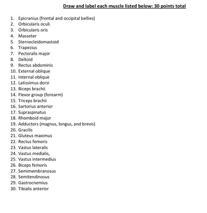 Draw and label each muscle listed below: 30 points | Chegg.com