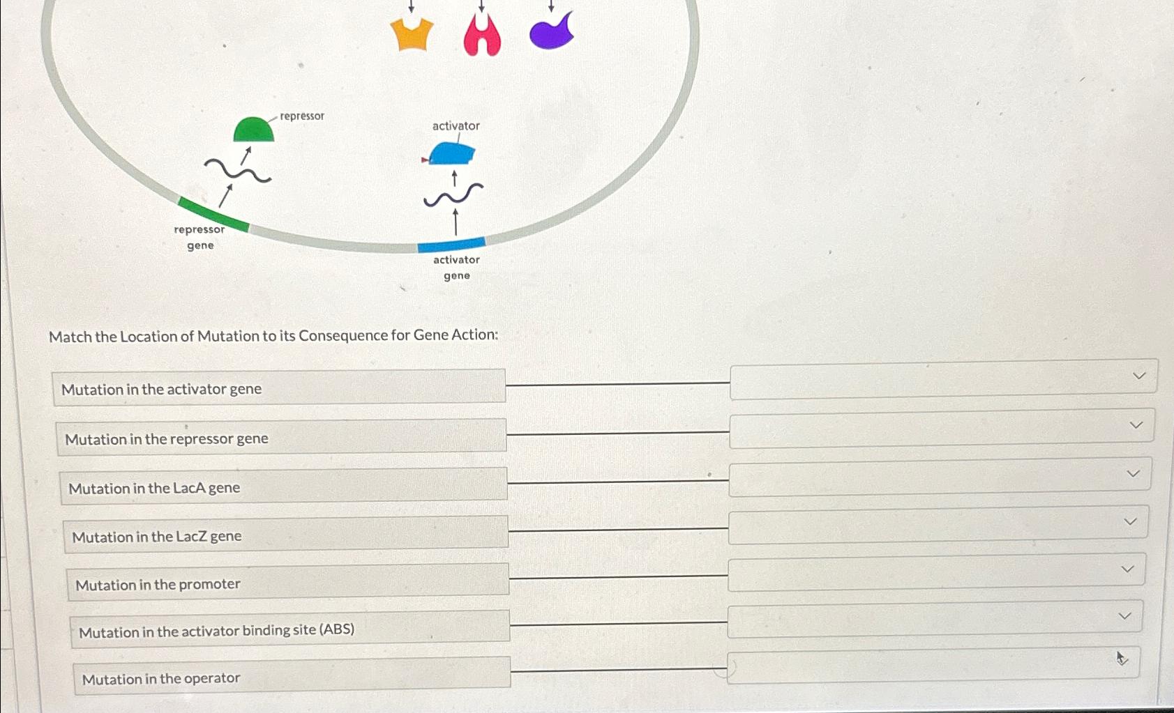 Solved Match the Location of Mutation to its Consequence for | Chegg.com