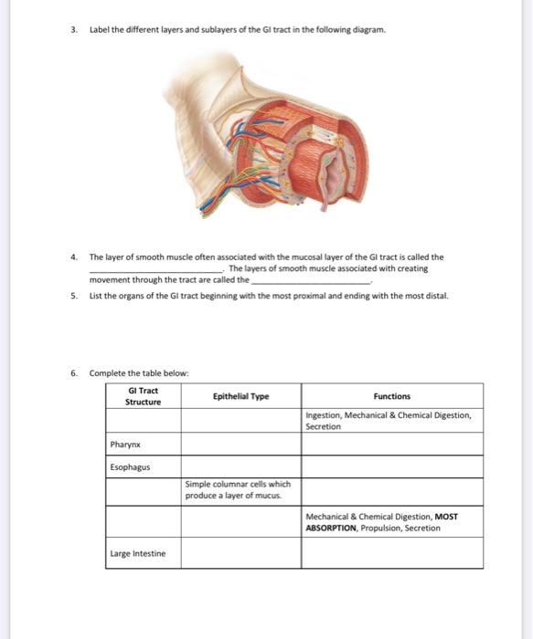 Solved 3. Label the different layers and sublayers of the GI | Chegg.com