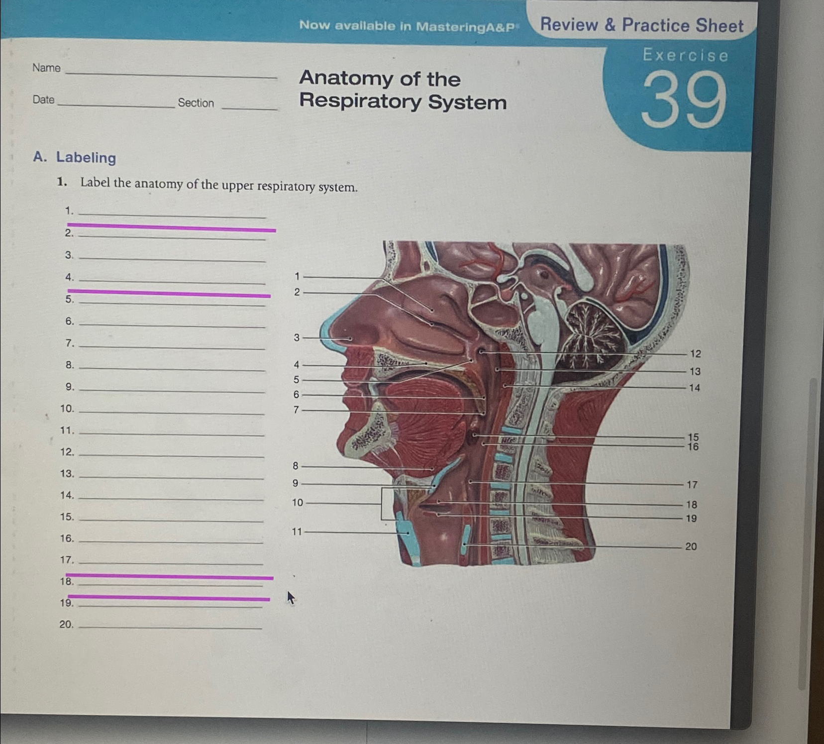 Solved Now avallable in MasteringA&PReview & Practice | Chegg.com